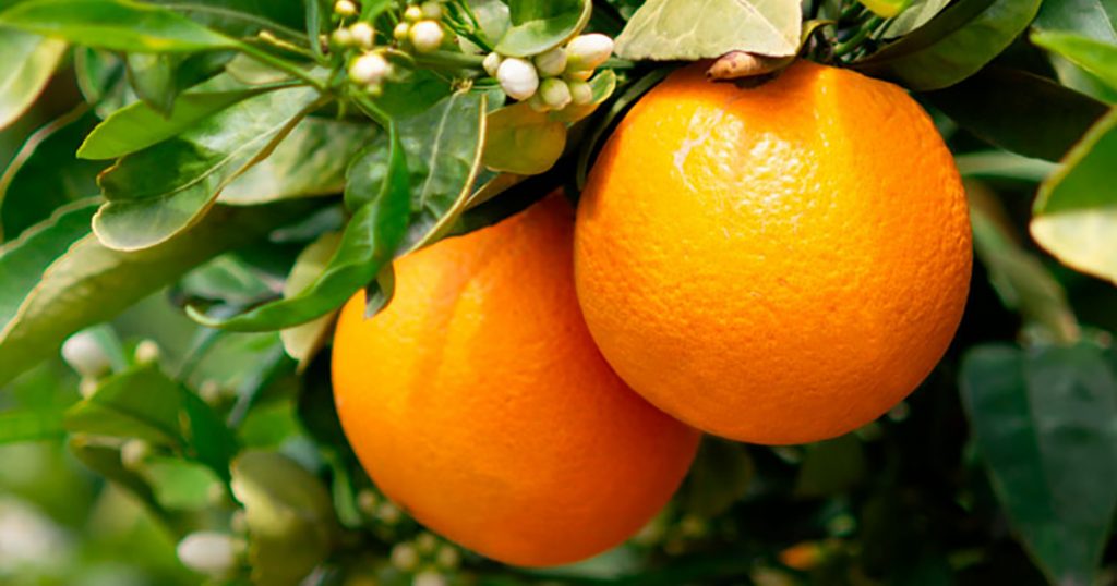 Sunridge Partners - Sunridge Partners creates new citrus group ...